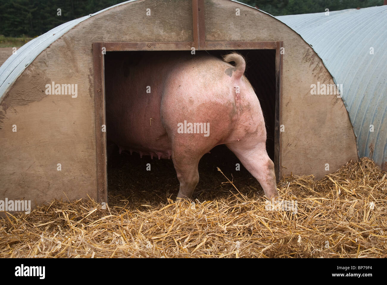 Pig Rear High Resolution Stock Photography and Images - Alamy
