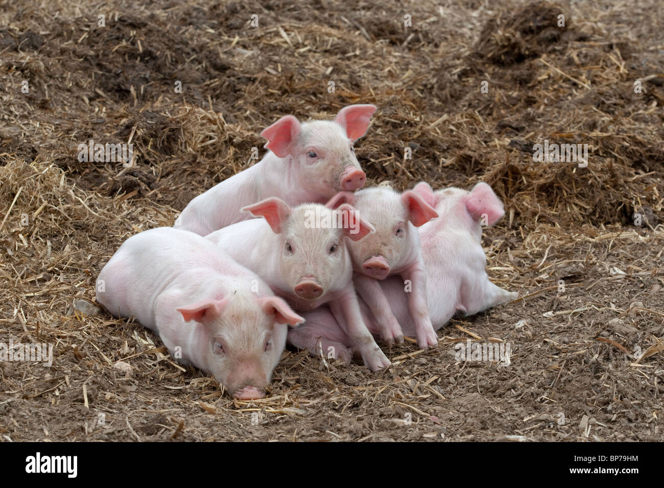 A litter of Large white hybrid Piglets on Buckinghamshire small holding ...