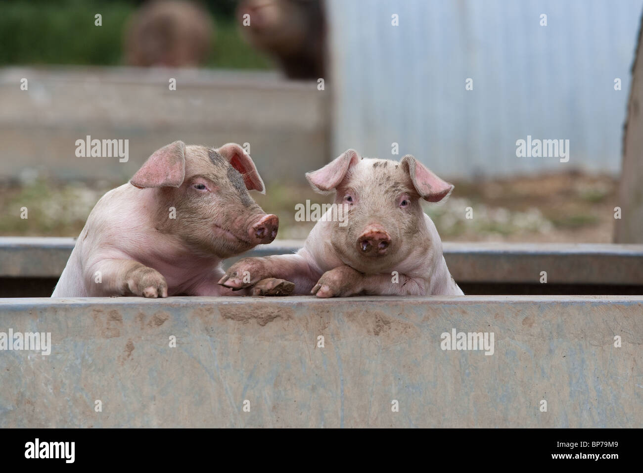 Two piglets hi-res stock photography and images - Alamy