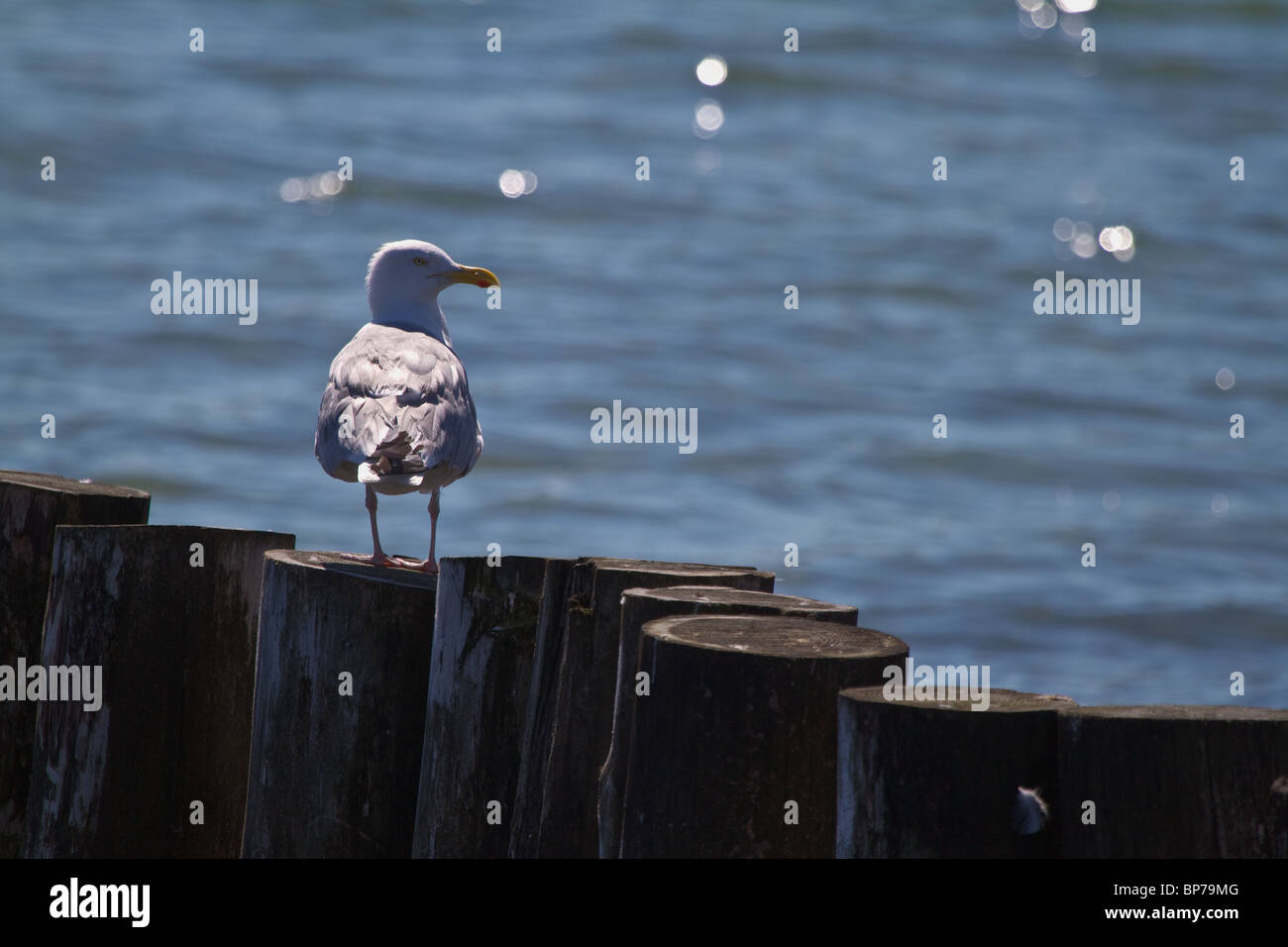 Seagull sitting on pole looking at the photographer on a summer day ...