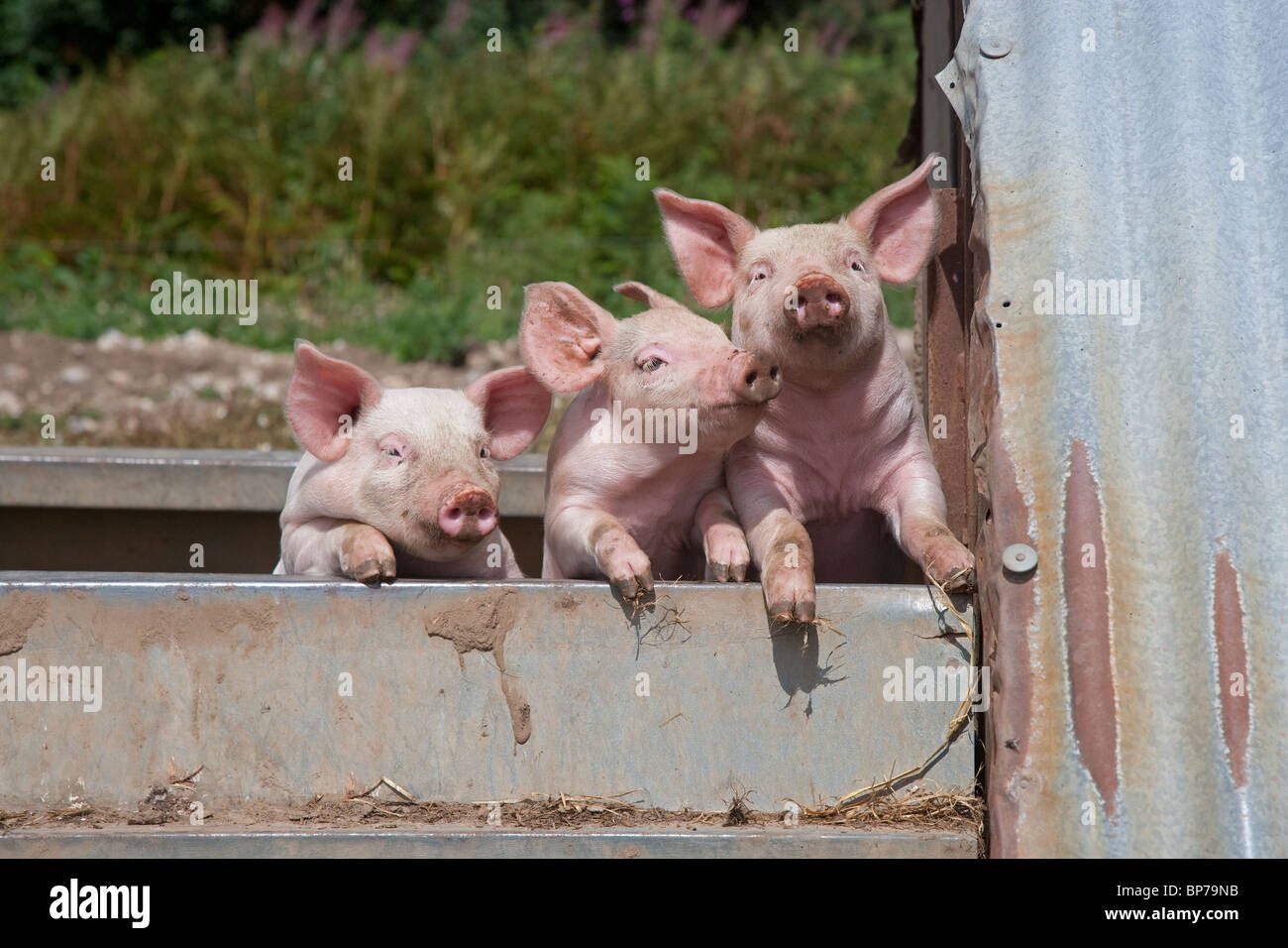 Three Piglets High Resolution Stock Photography and Images - Alamy