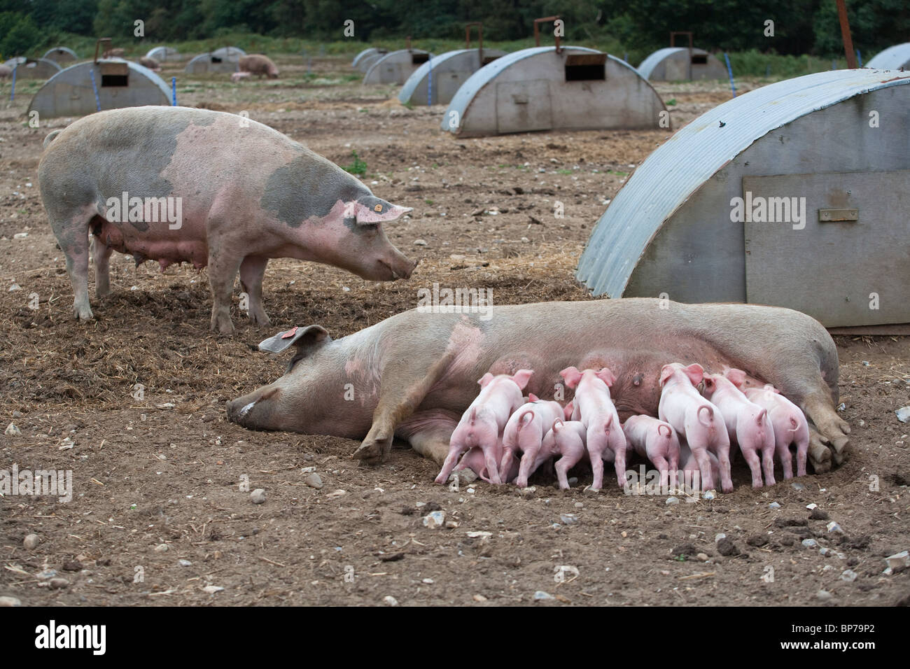 Large White Sow & Piglets in free range ark Stock Photo - Alamy