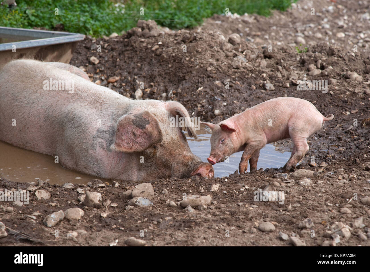 Free range Large White Sow & Piglets Stock Photo - Alamy