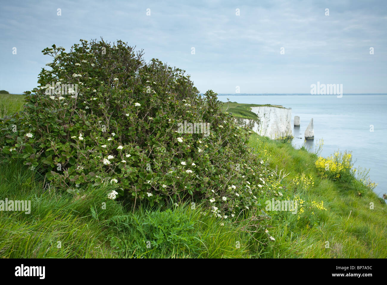 Wayfaring tree (Viburnum lantana) growing on the clifftop near Old ...