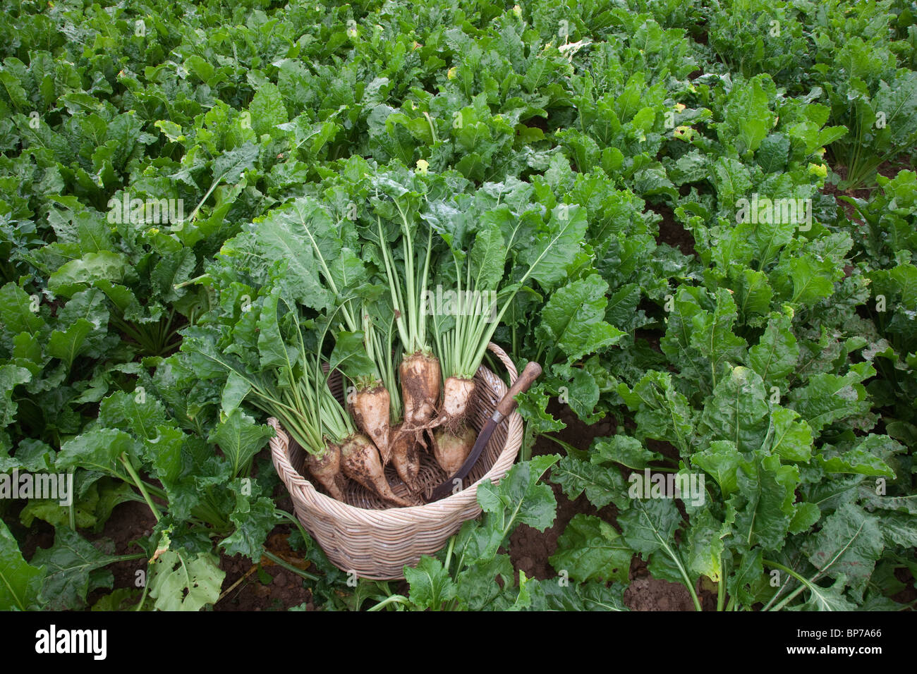 Sugar beet plants hi-res stock photography and images - Alamy