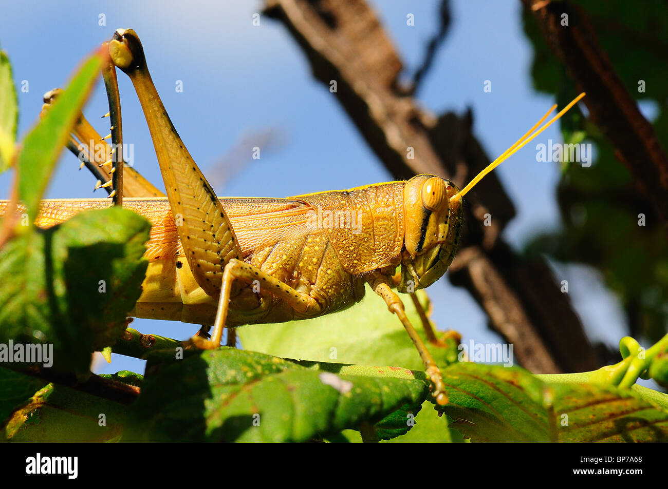 Yellow grasshopper hi-res stock photography and images - Alamy