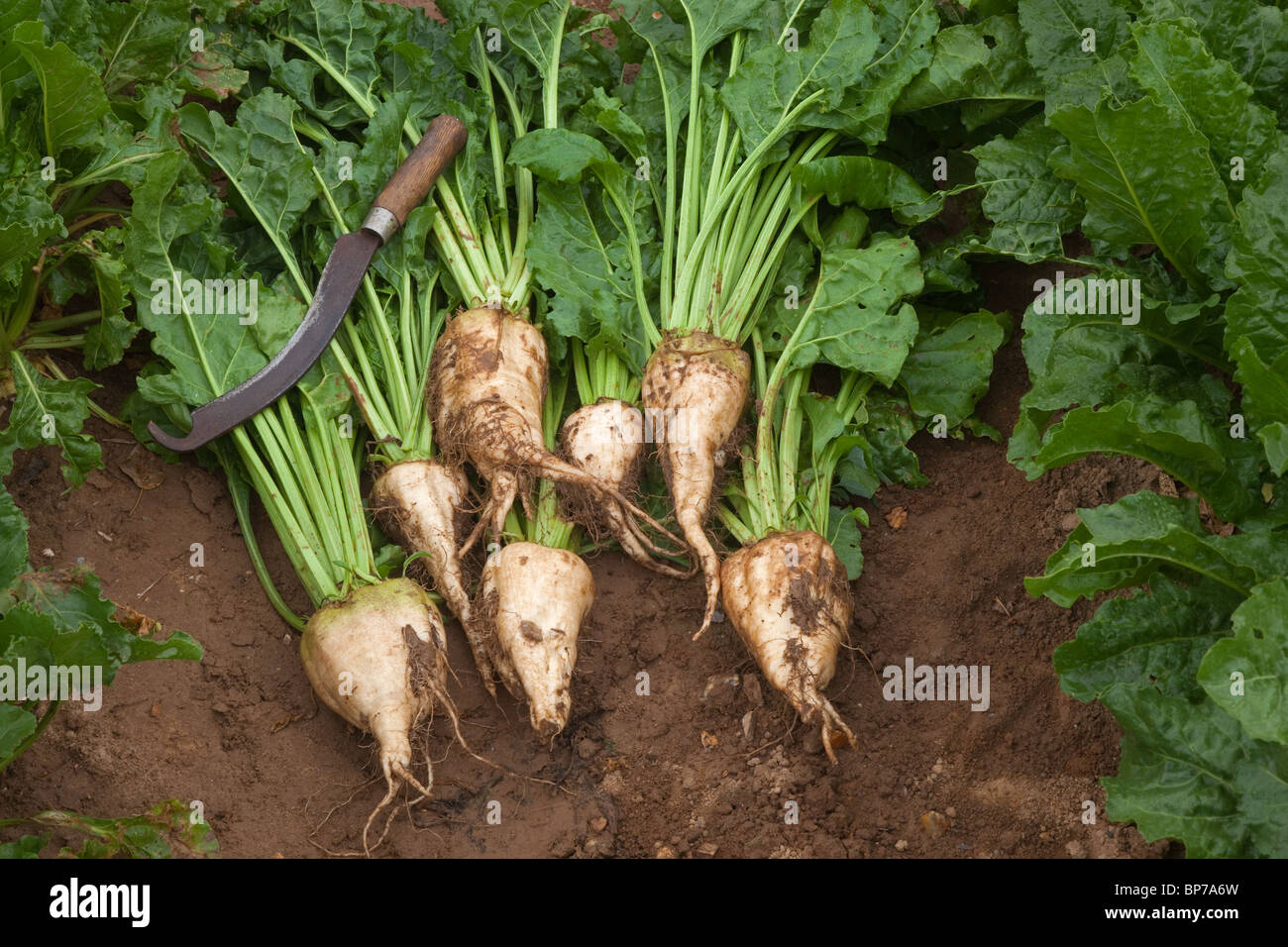 Sugar beet showing the crop and roots at harvest time Stock Photo - Alamy