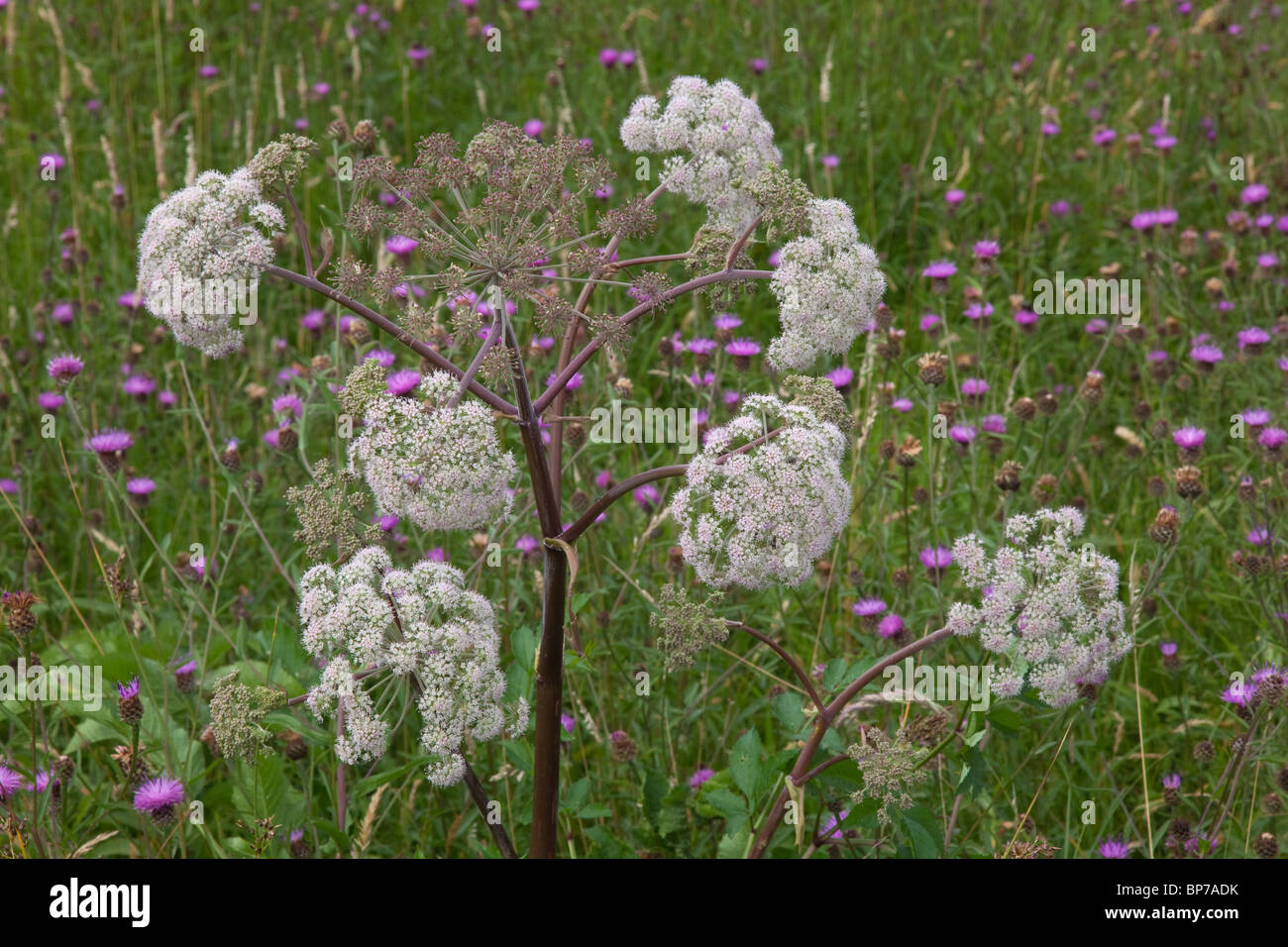 Angelica root hi-res stock photography and images - Alamy