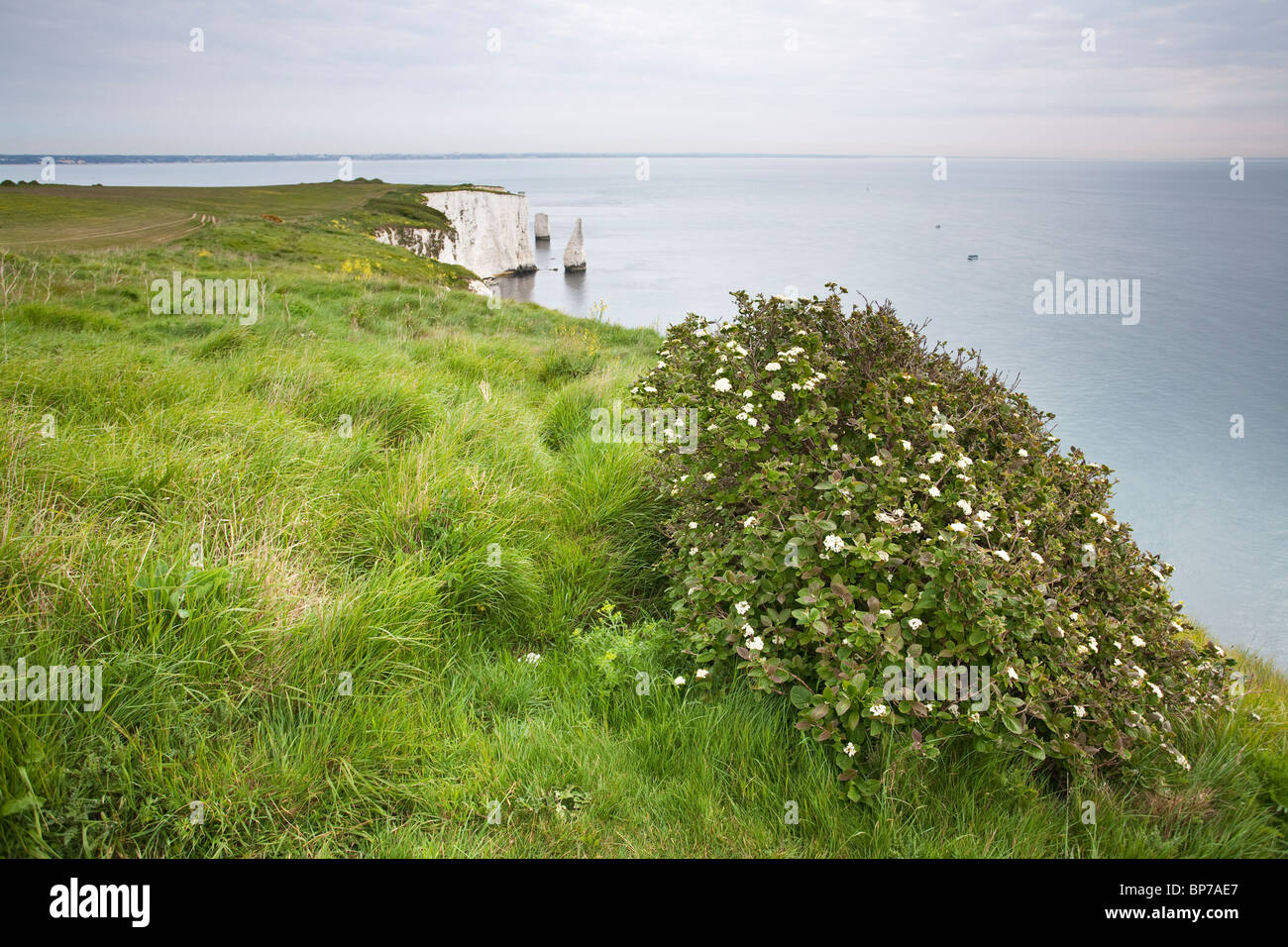 Wayfaring tree (Viburnum lantana) growing on the clifftop near Old ...
