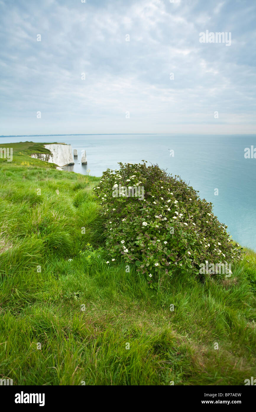 Wayfaring tree (Viburnum lantana) growing on the clifftop near Old ...