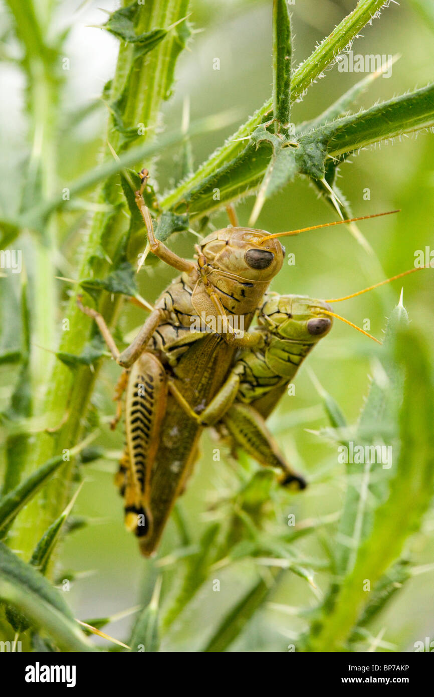 Mating hi-res stock photography and images - Alamy