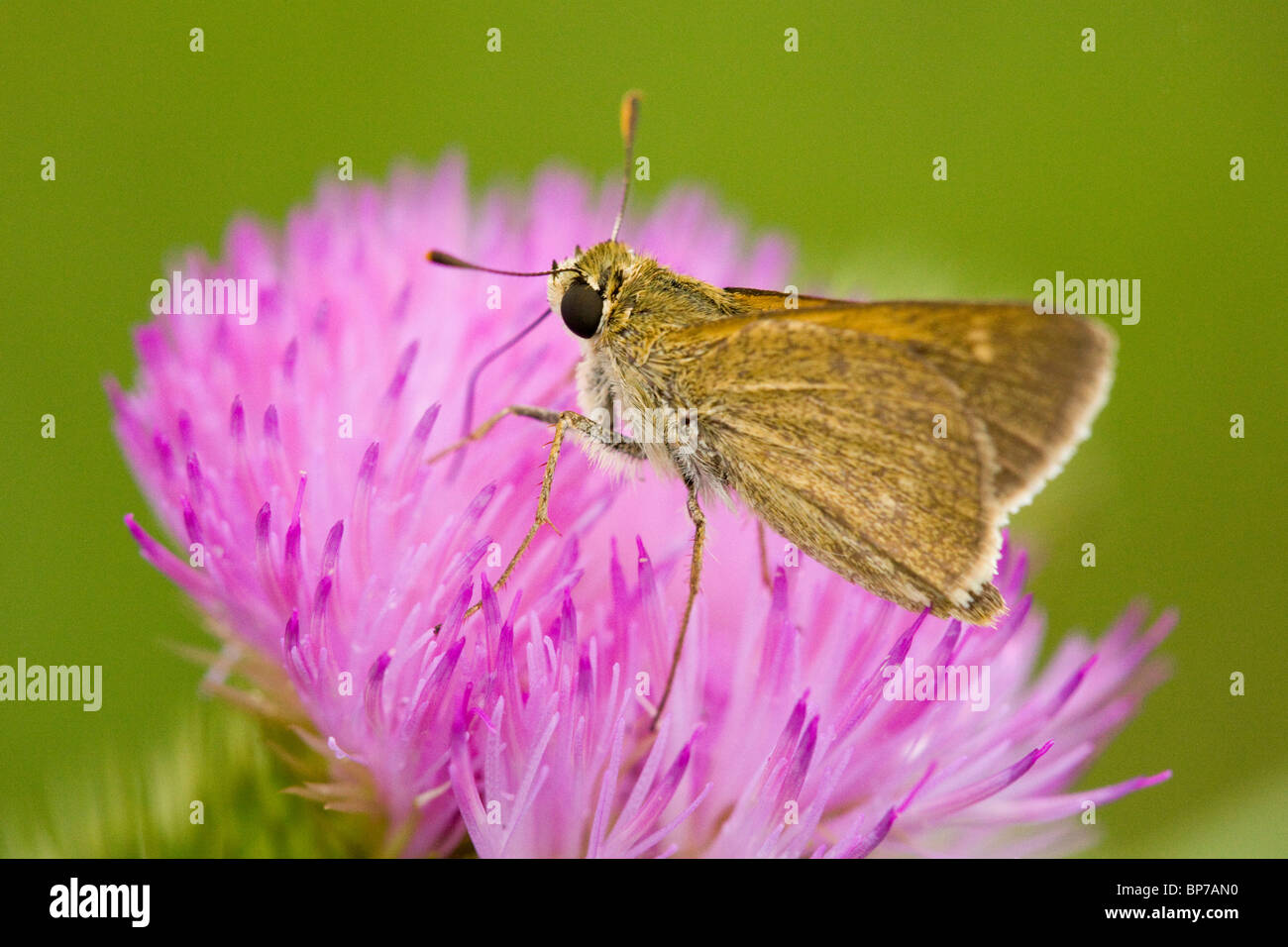 Skipper butterfly hi-res stock photography and images - Alamy