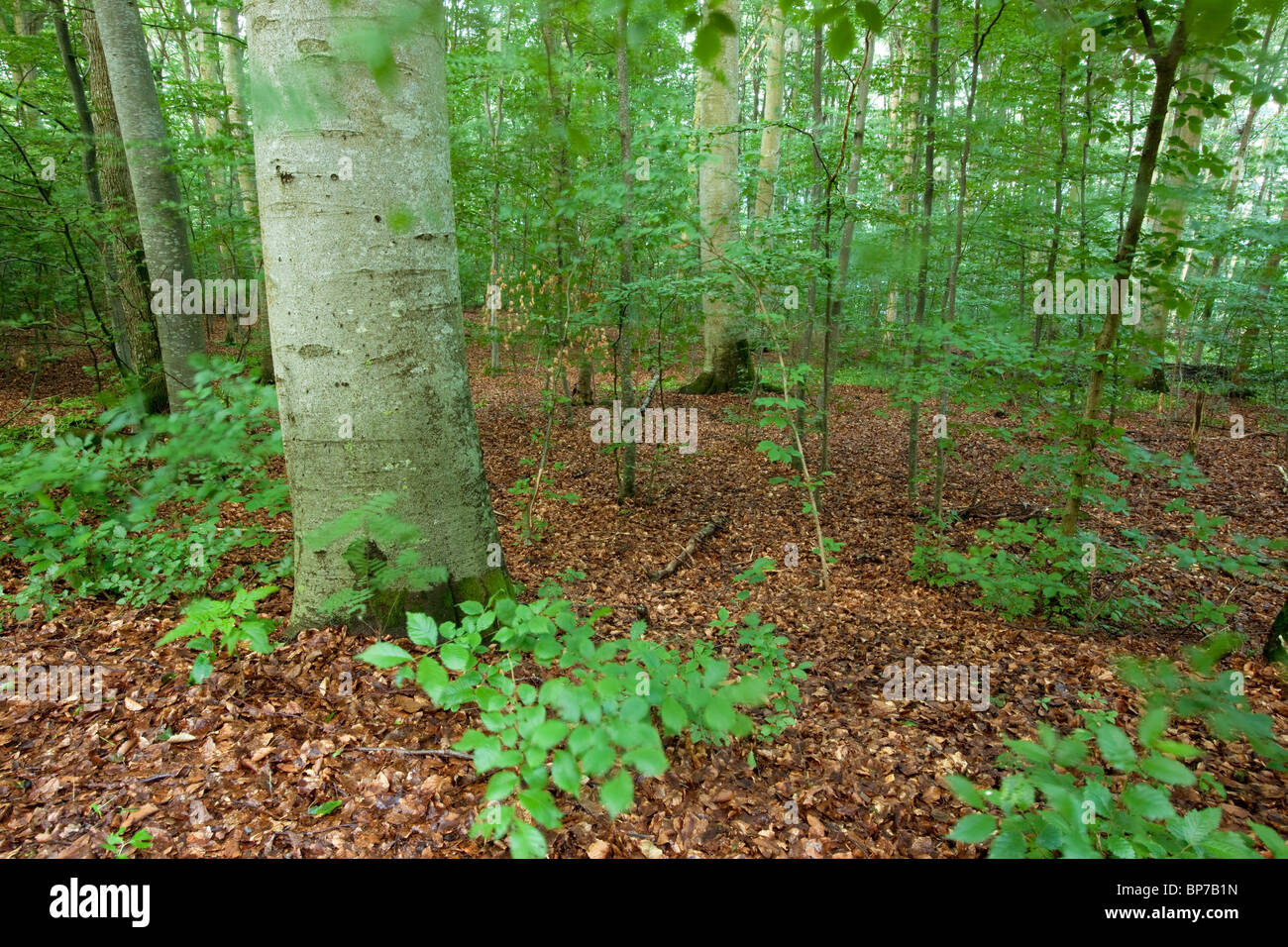 Common beech hi-res stock photography and images - Alamy