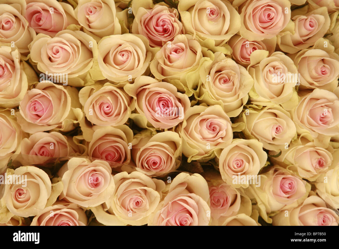 Roses for sale paris hi-res stock photography and images - Alamy