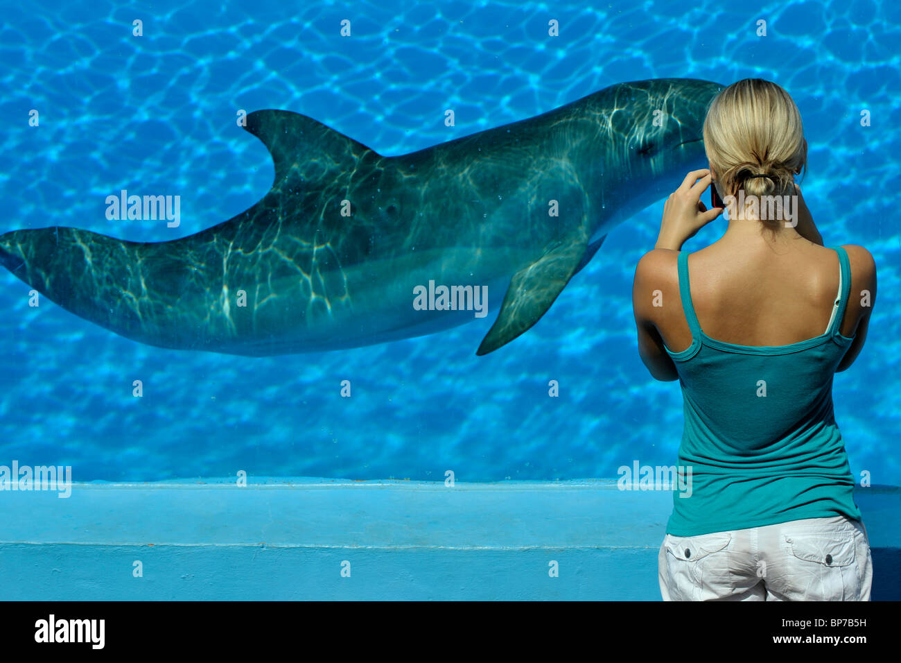 female tourist photographing dolphin Stock Photo - Alamy