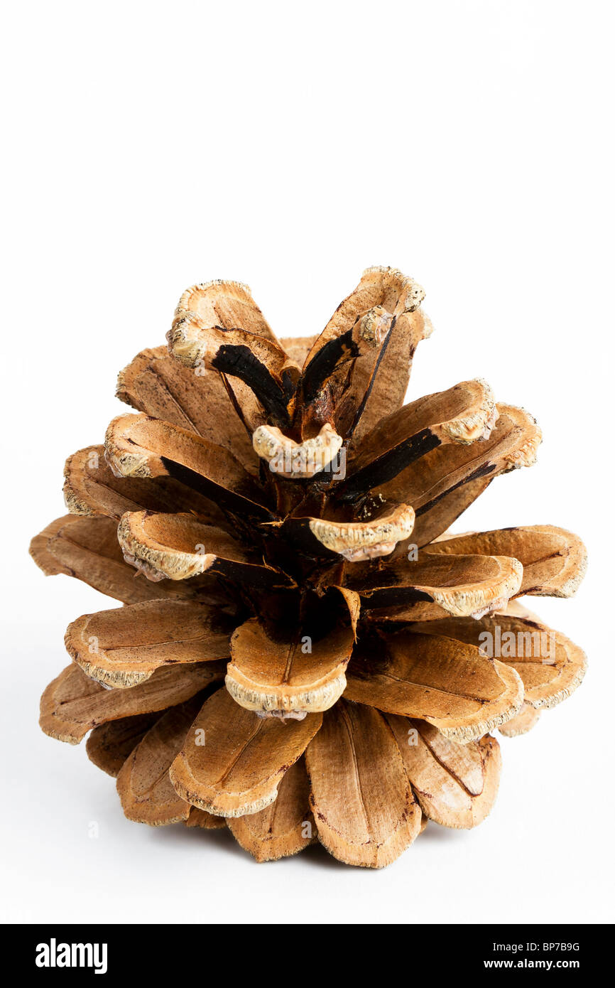 one pine cone isolated on white background Stock Photo - Alamy