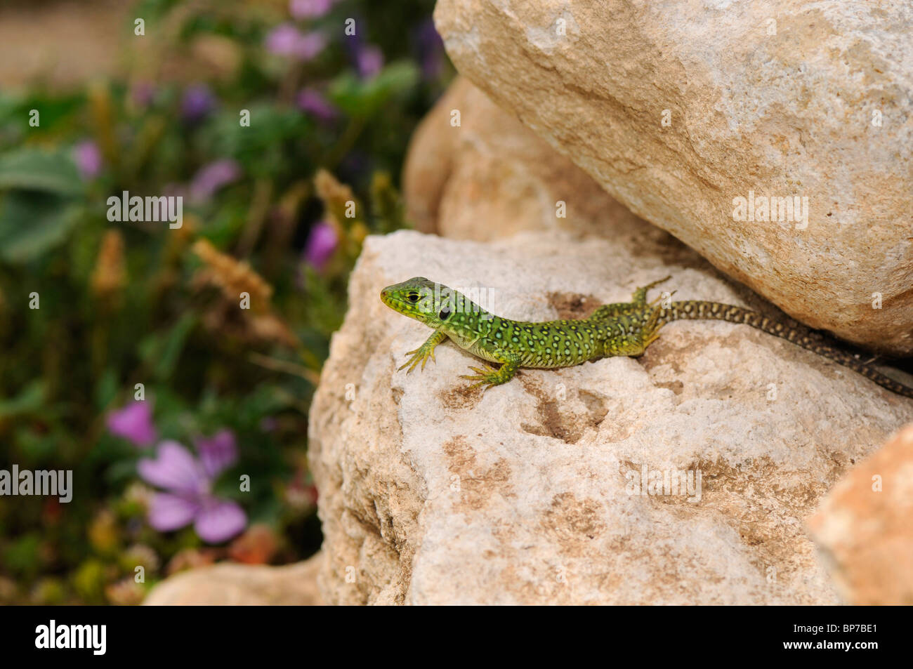 ocellated lizard, ocellated green lizard, eyed lizard, jewelled lizard ...
