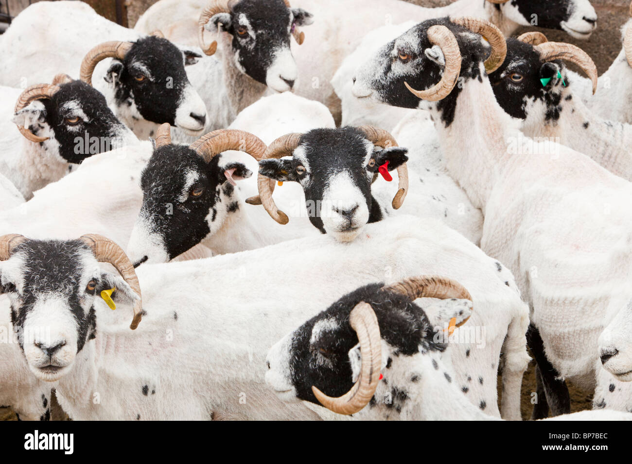 Freshly sheared Sheep in shearing pen in Wet Sleddale, Lake District ...