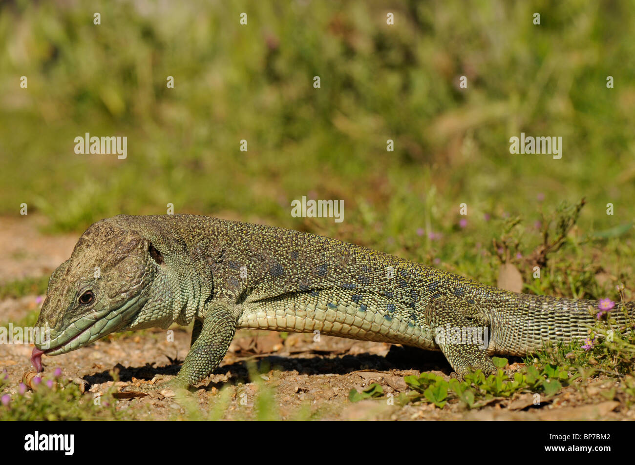 ocellated lizard, ocellated green lizard, eyed lizard, jewelled lizard ...