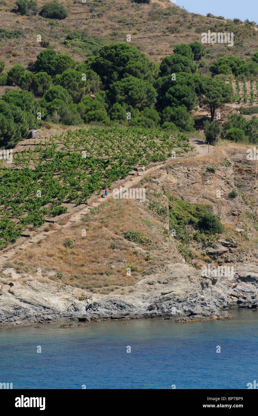 Vines growing on rocks hi-res stock photography and images - Alamy