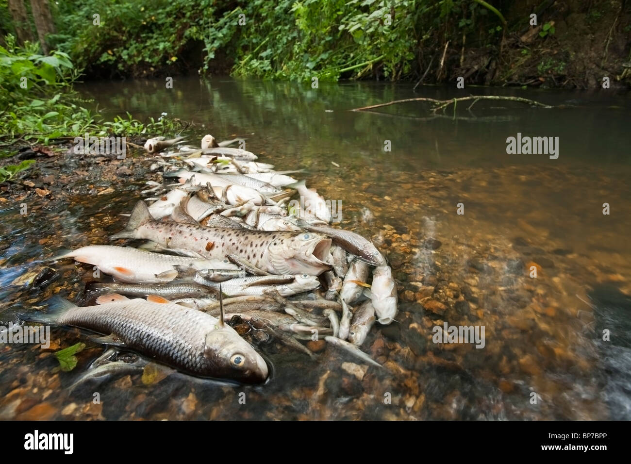 Water Pollution Fish Farm