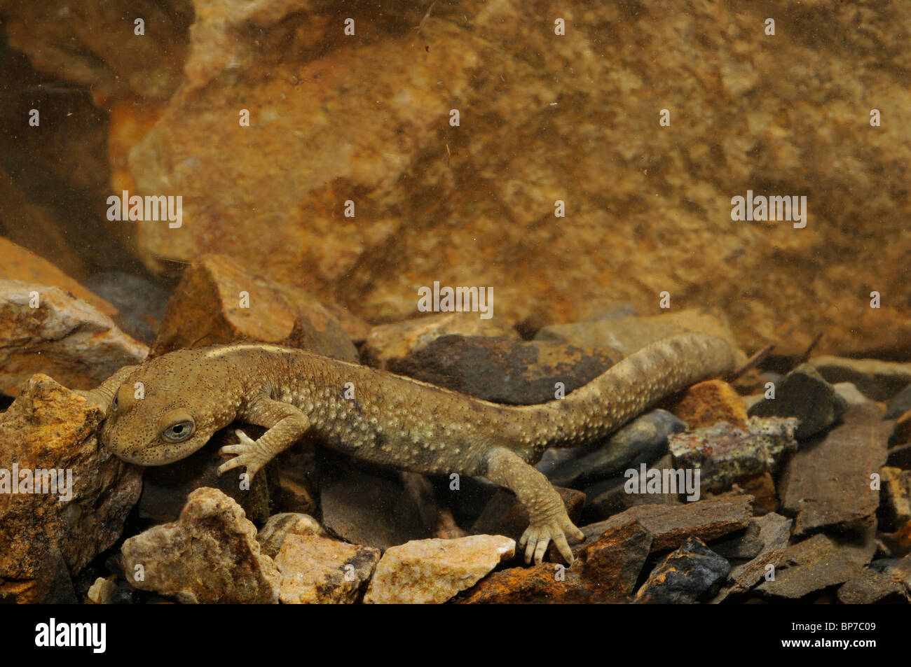 Pyrenean Mountain Newt (Calotriton asper, Euproctus asper), in a creek ...