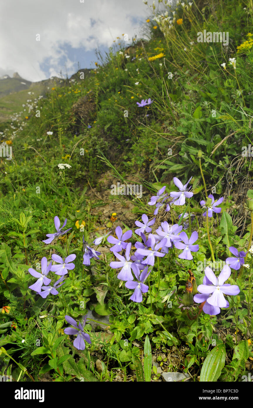 Pyrenees wild flower hi-res stock photography and images - Alamy