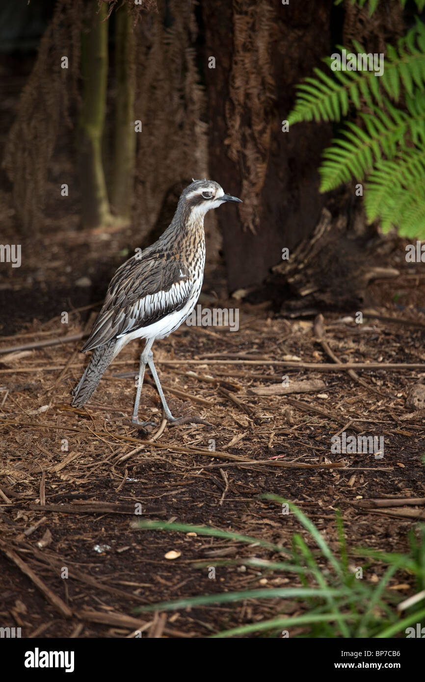 Australian bustard plains turkey australia hi-res stock photography and ...