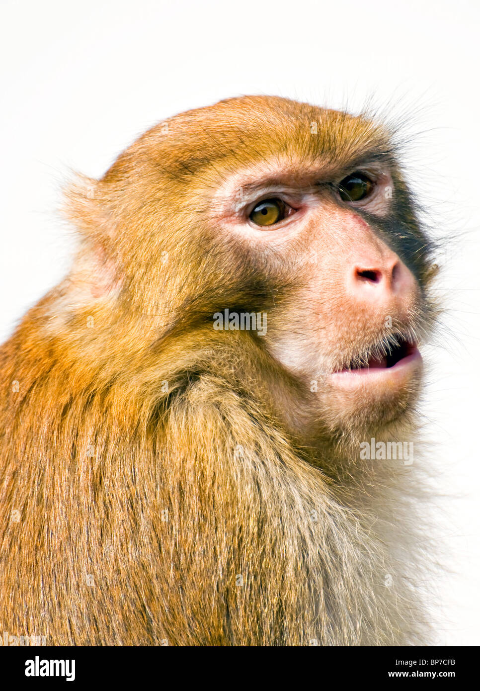 In the park a monkey stayed on a stone, I took this picture when he ...
