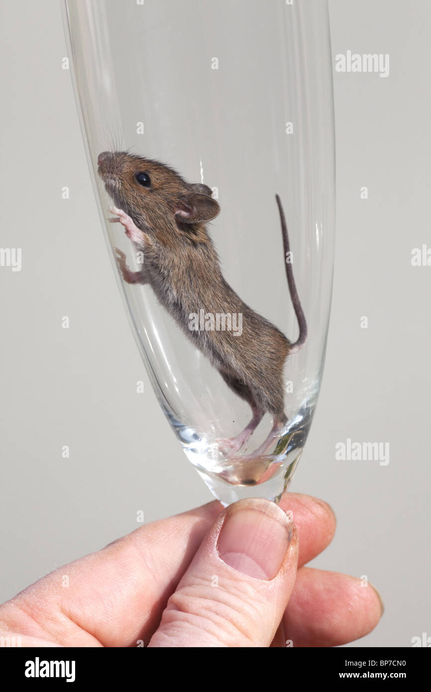 mouse in a glass Stock Photo - Alamy