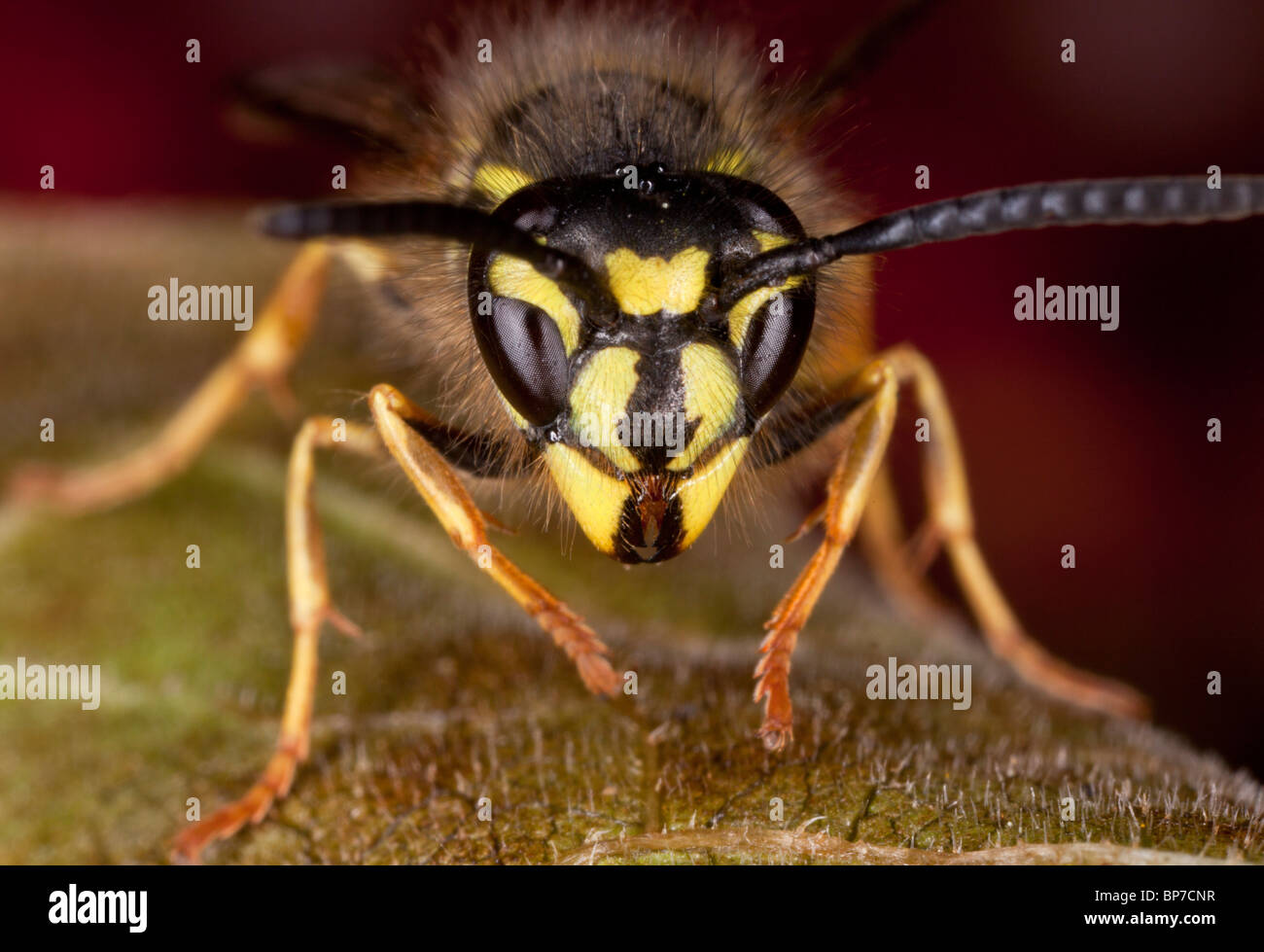 Common Wasp, Vespula vulgaris, head-on close-up, early autumn. Dorset ...