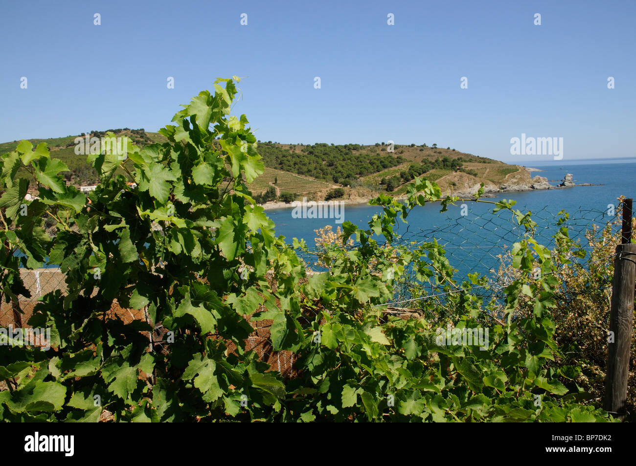 Sea of vines hi-res stock photography and images - Alamy
