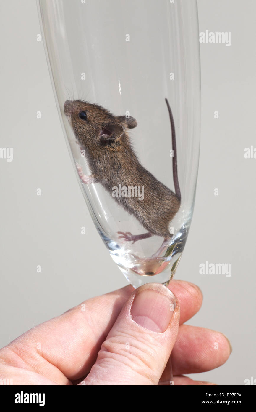 mouse in a glass Stock Photo - Alamy