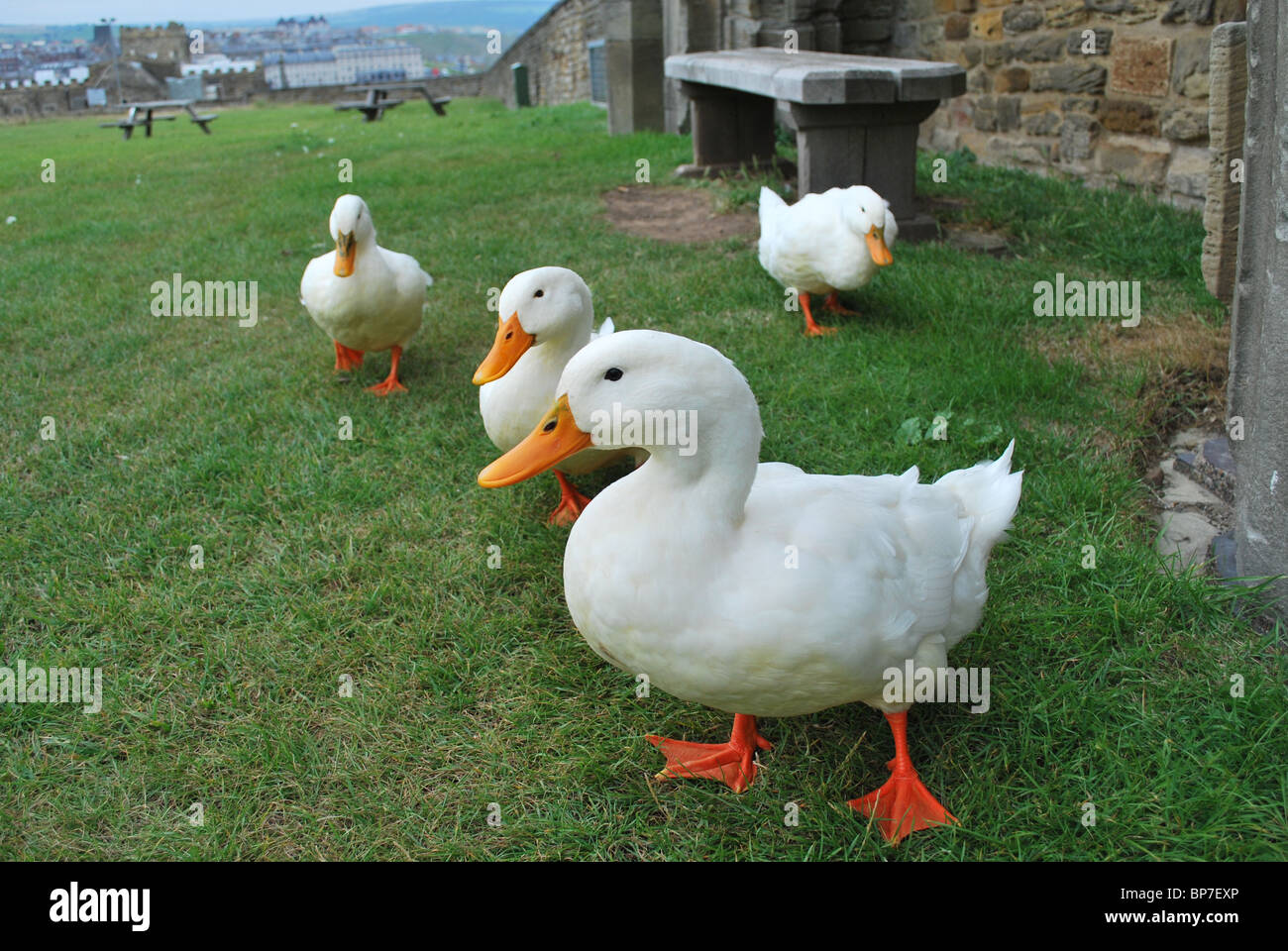 White ducks by whitby abby Stock Photo - Alamy