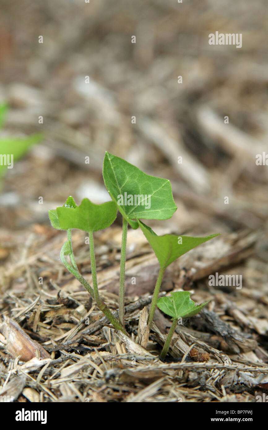 Common Ivy, English Ivy (Hedera helix) growing up from wood chaffs ...