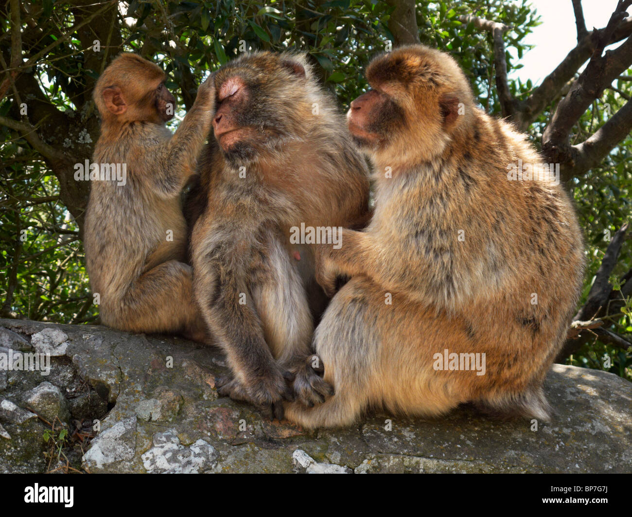 The gibraltar barbary macaques hi-res stock photography and images - Alamy