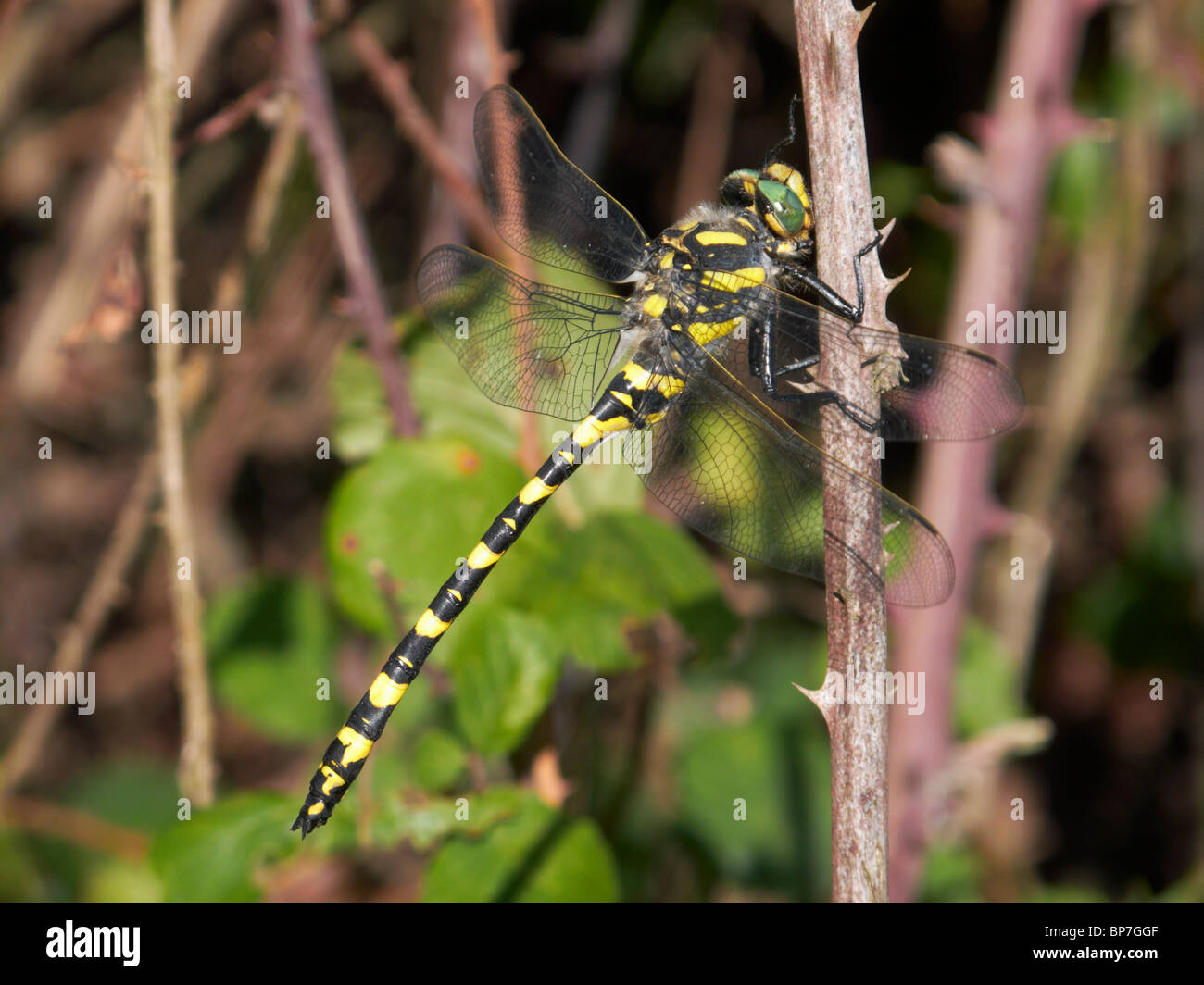 Shining macromia dragonfly hi-res stock photography and images - Alamy