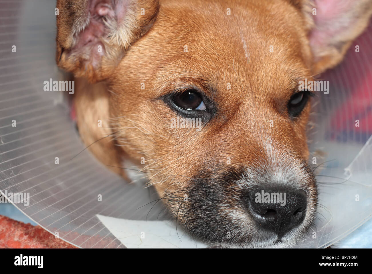 Sad Looking Dog Stock Photo - Alamy