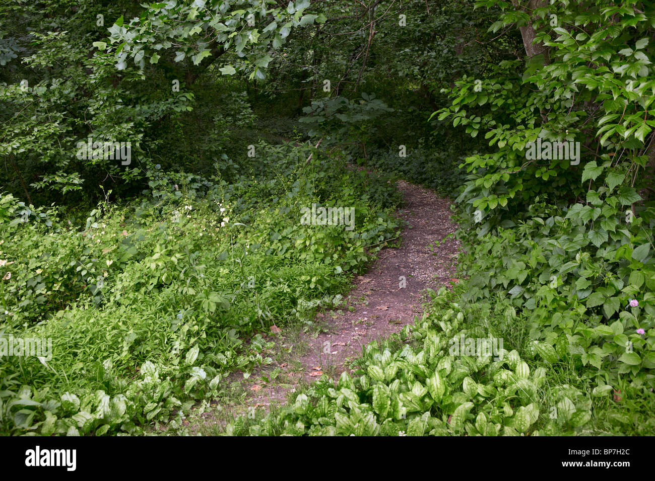 An overgrown footpath leading away from the C&O canal towpath towards ...