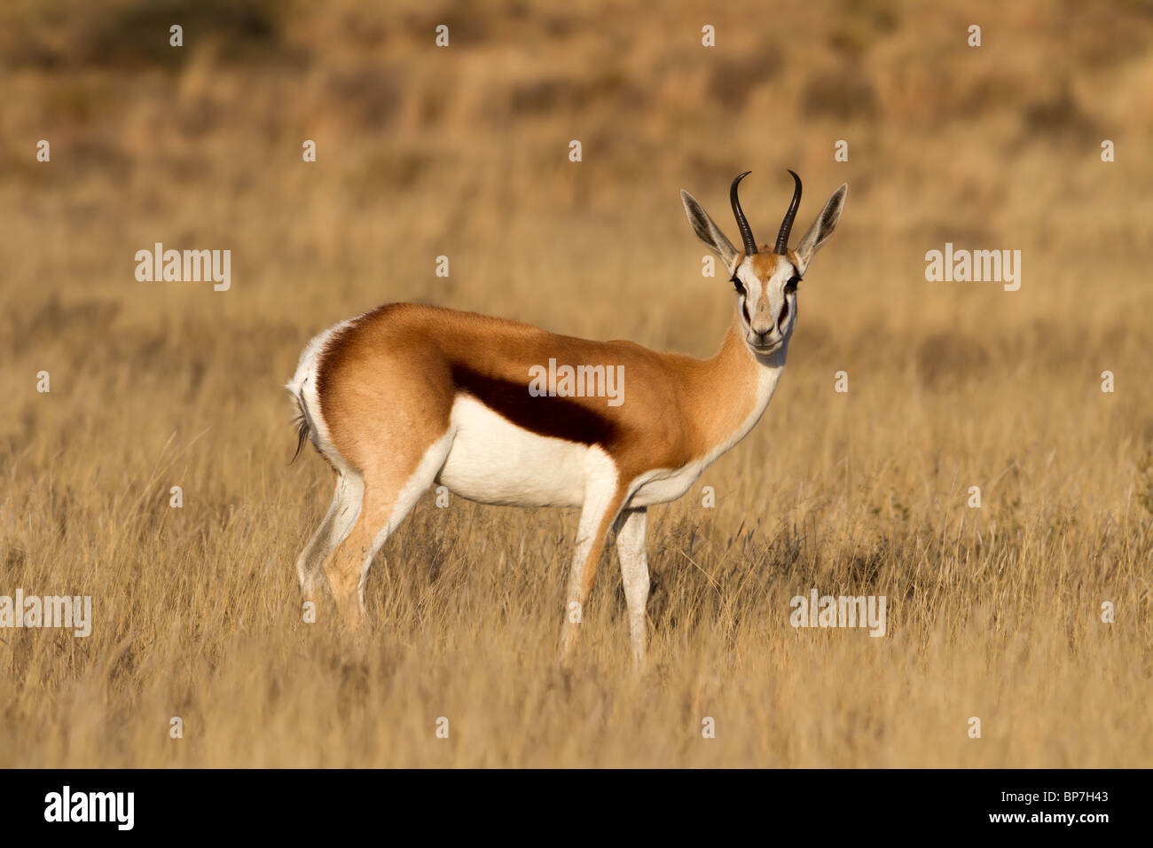 Springbok side on hi-res stock photography and images - Alamy