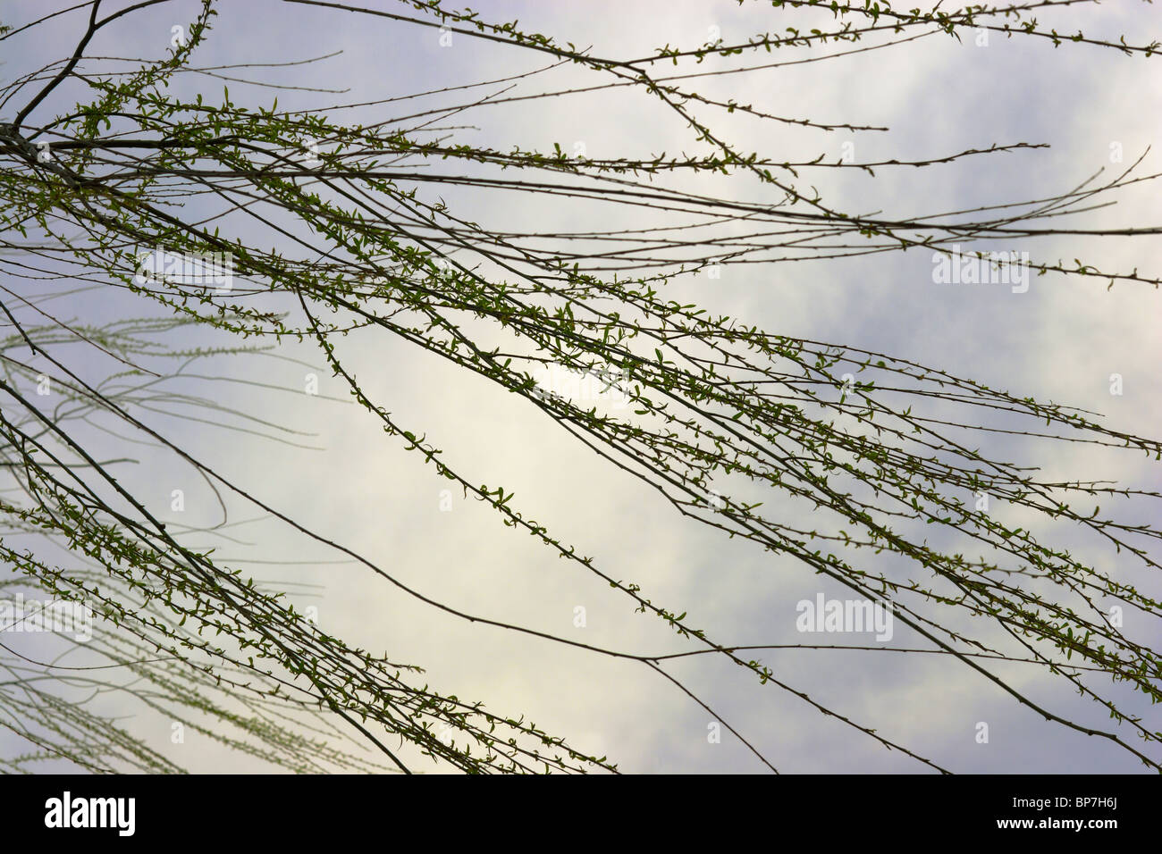 Spring budding weeping willow branches sway on a windy day Stock Photo ...