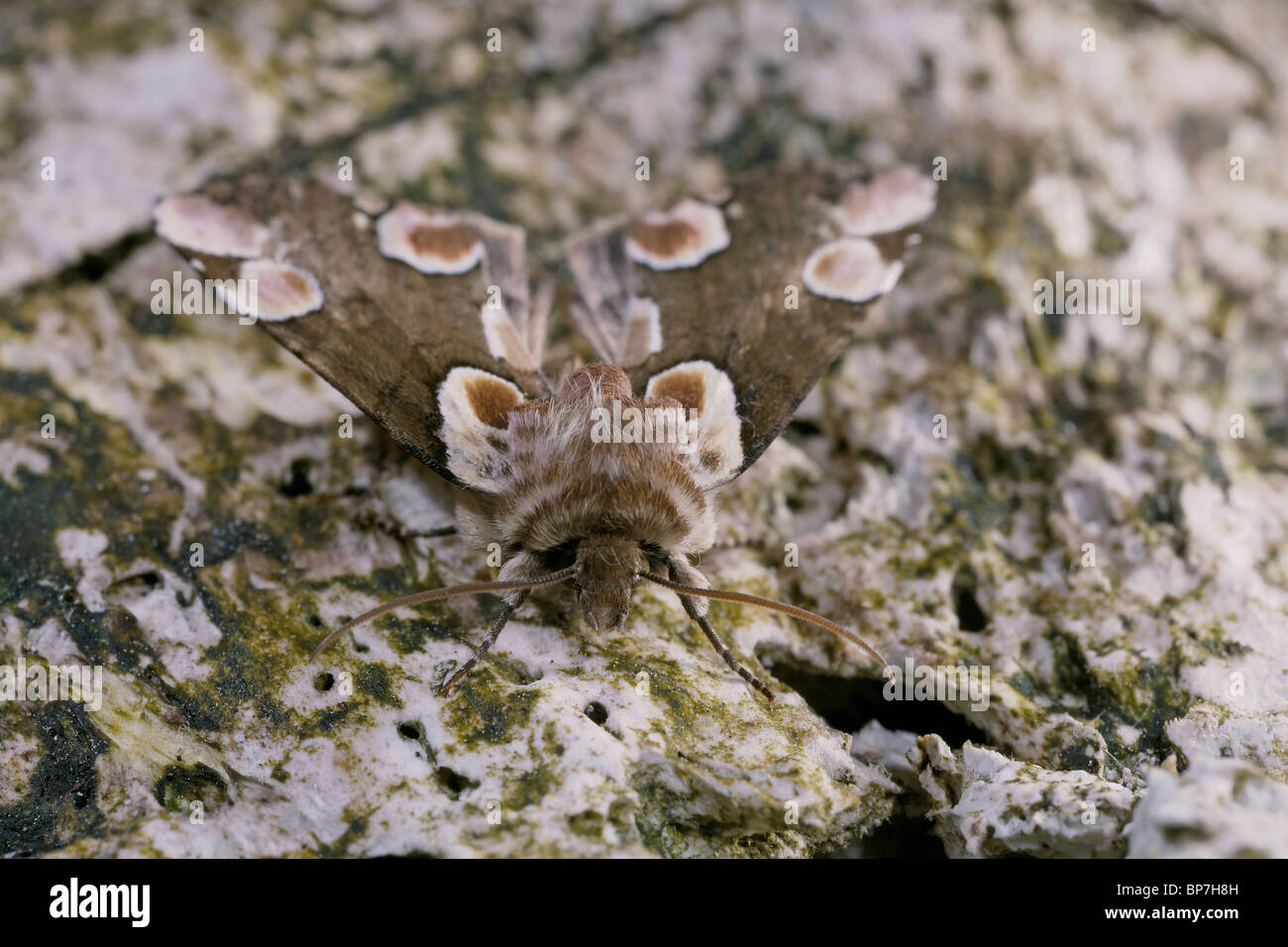 Peach moth hi-res stock photography and images - Alamy