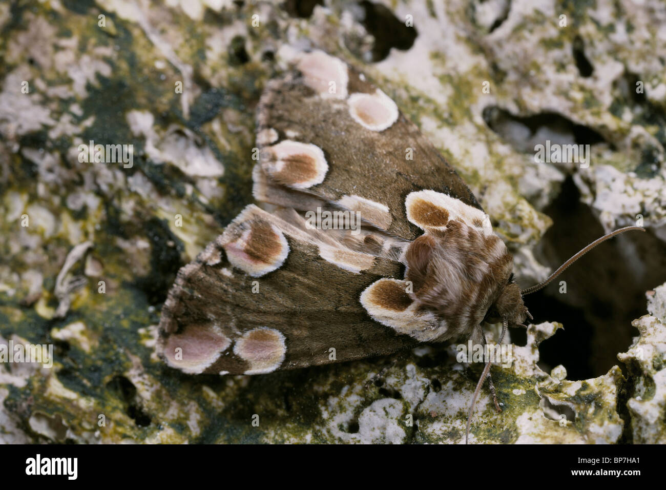 Peach blossom moth thyatira batis hi-res stock photography and images ...