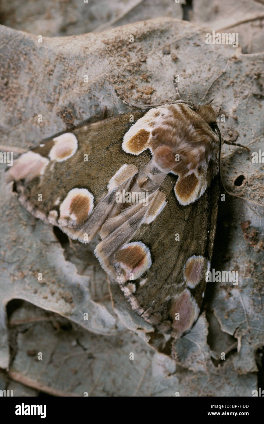 Peach moth hi-res stock photography and images - Alamy