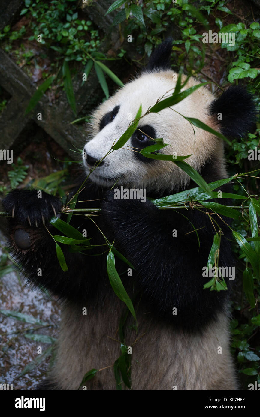 Animal Giant Panda Endangered Rare China Bamboo Stock Photo - Alamy