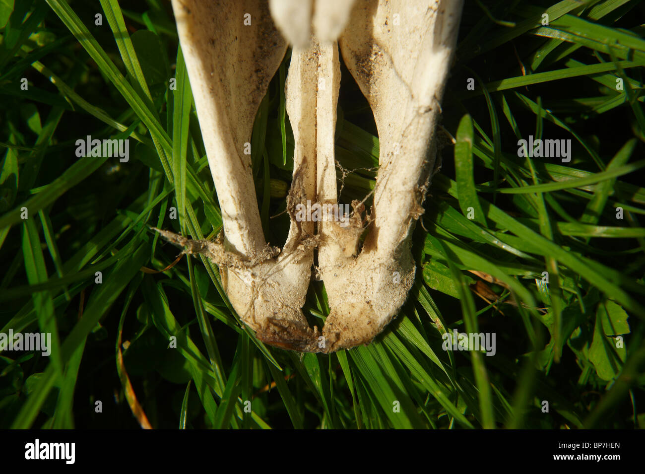 Skull of a Sheep Stock Photo - Alamy