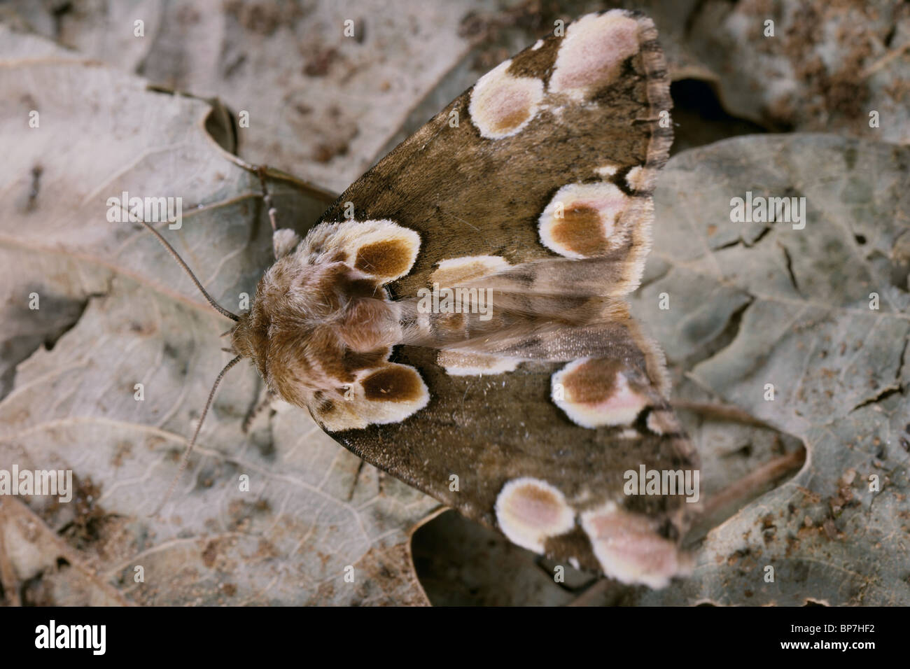 Peach Blossom, Thyatira batis moth, Dorset, UK Stock Photo - Alamy