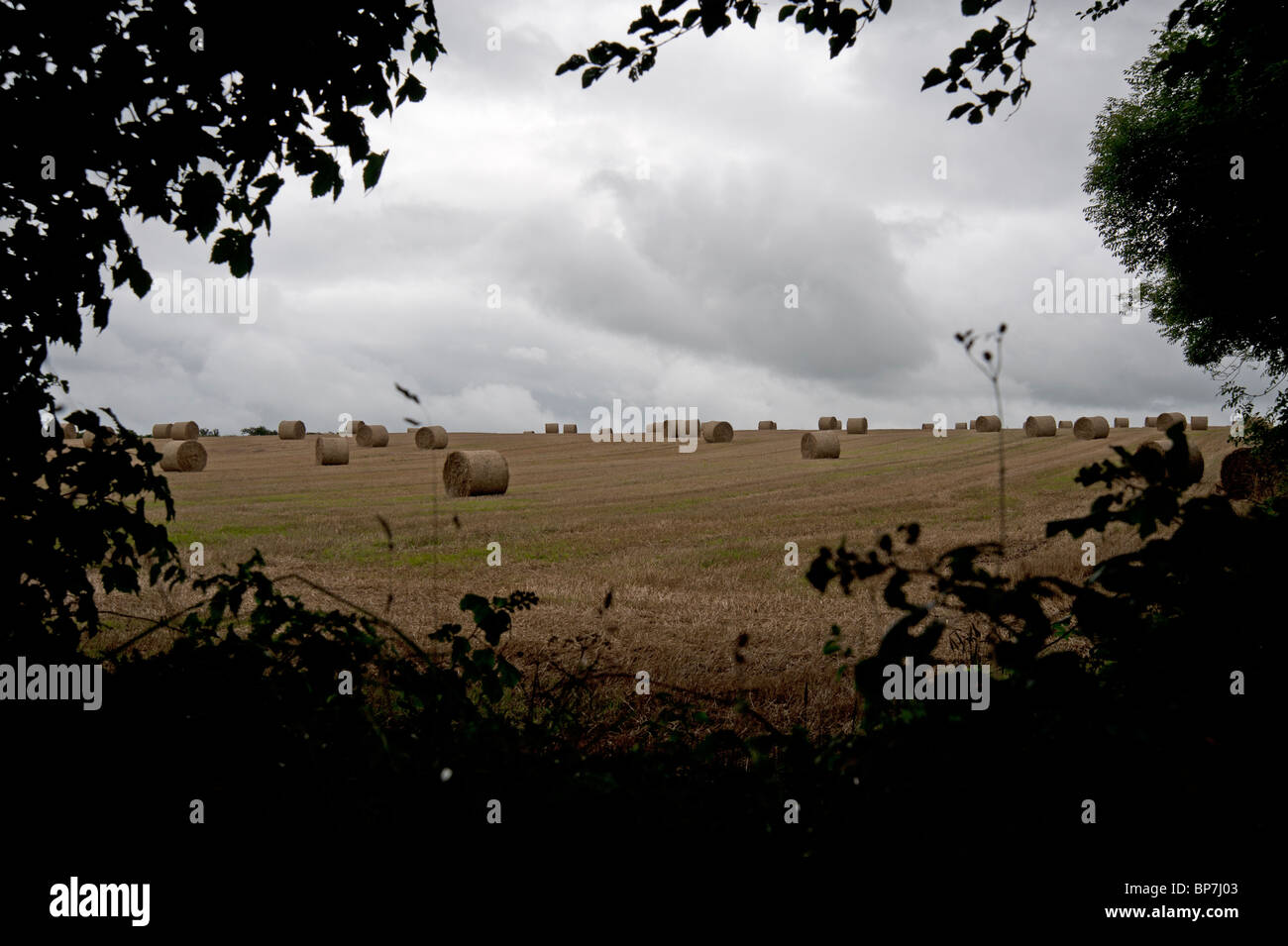 Looking through the hedge hi-res stock photography and images - Alamy