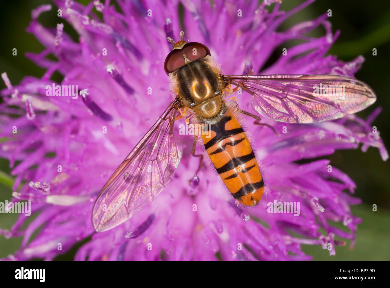 A common hoverfly, Episyrphus balteatus on knapweed flower, Dorset ...