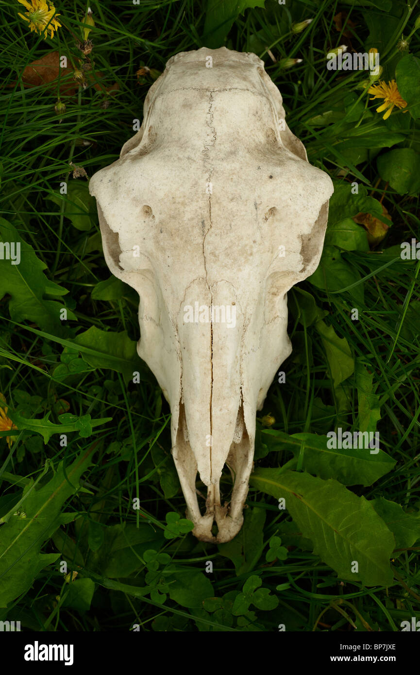 Skull of a Sheep Stock Photo - Alamy